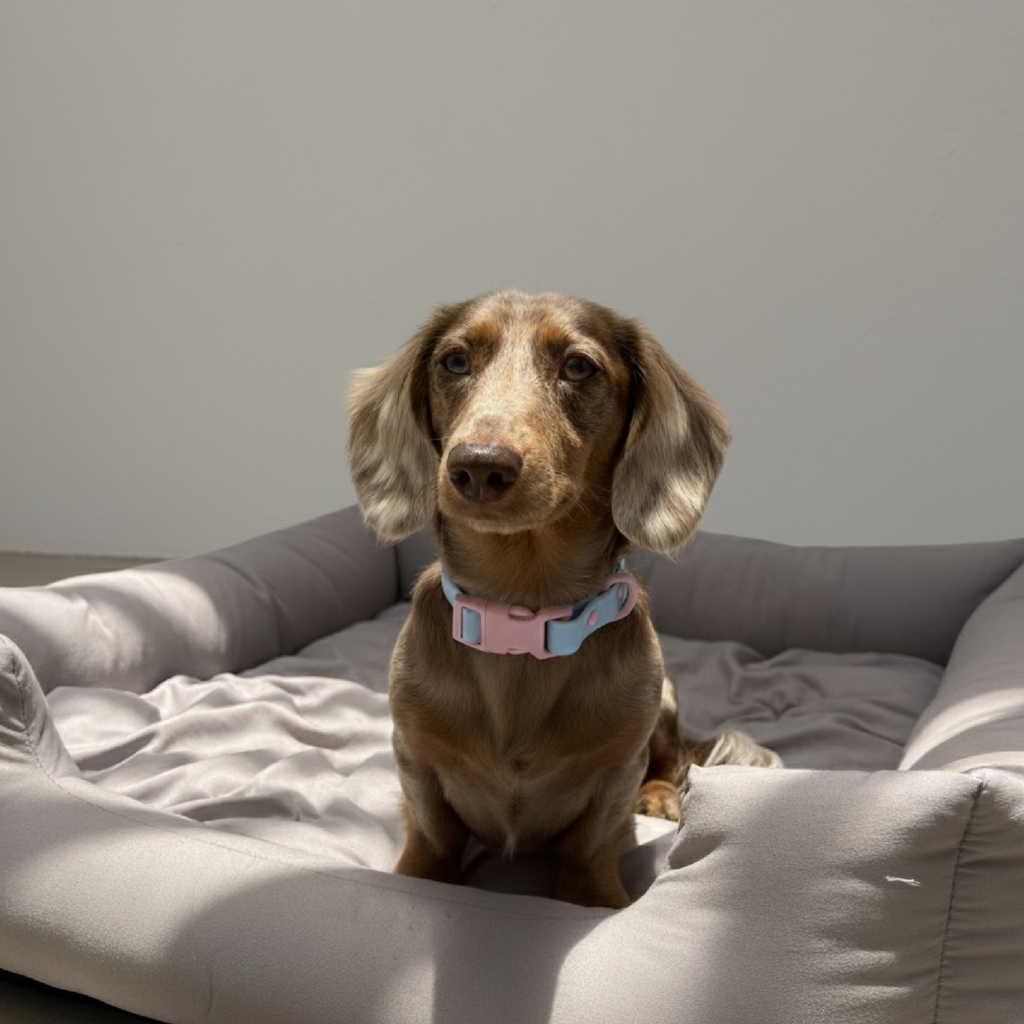 Colors Dog Collar – Bruno y Greta Pet Accessory Shop